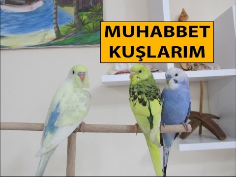Muhabbet Kuşlarım