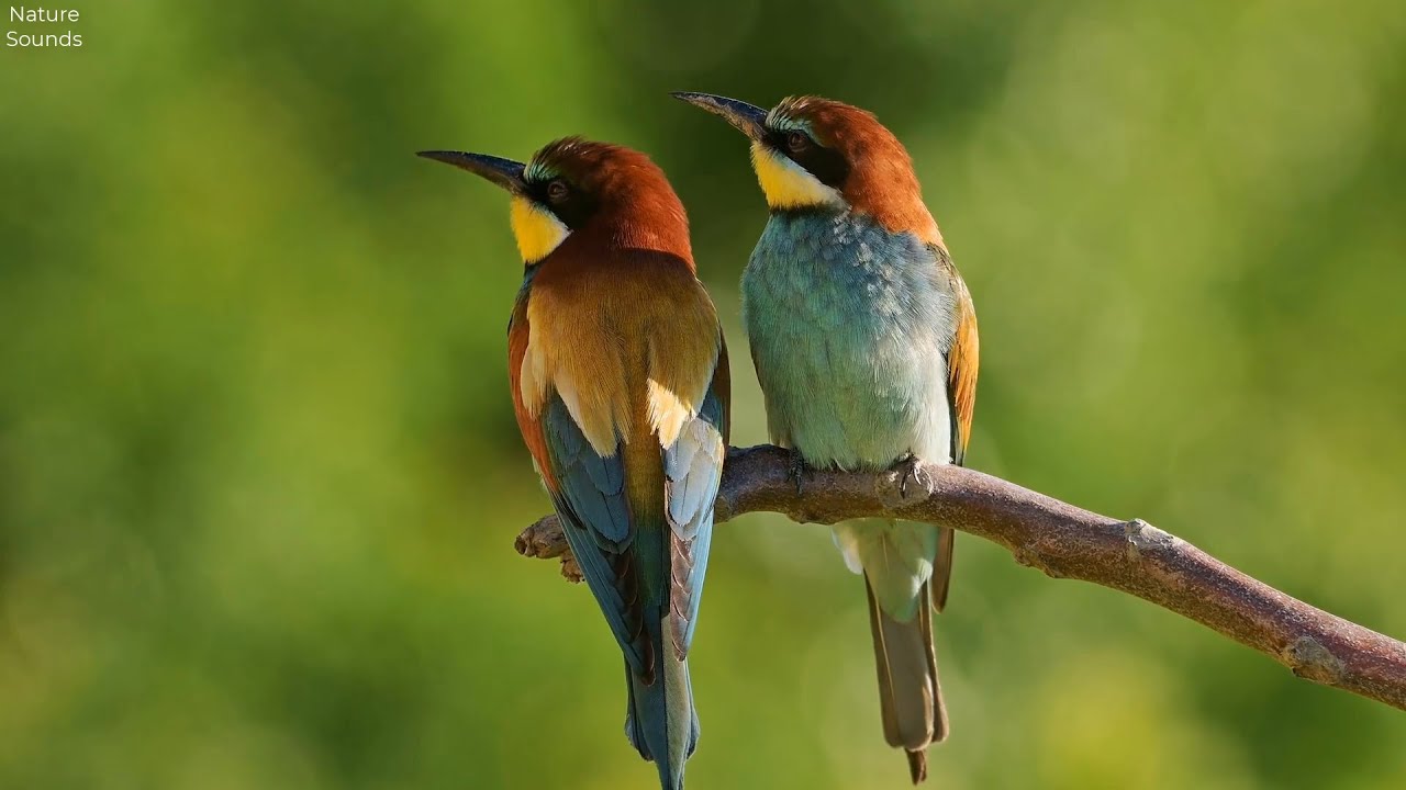 Forest Birdsong Nature Sounds - Relaxing Bird Sounds - Calming Birds ...