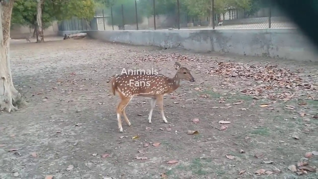 Deer Meeting First Time - YouTube