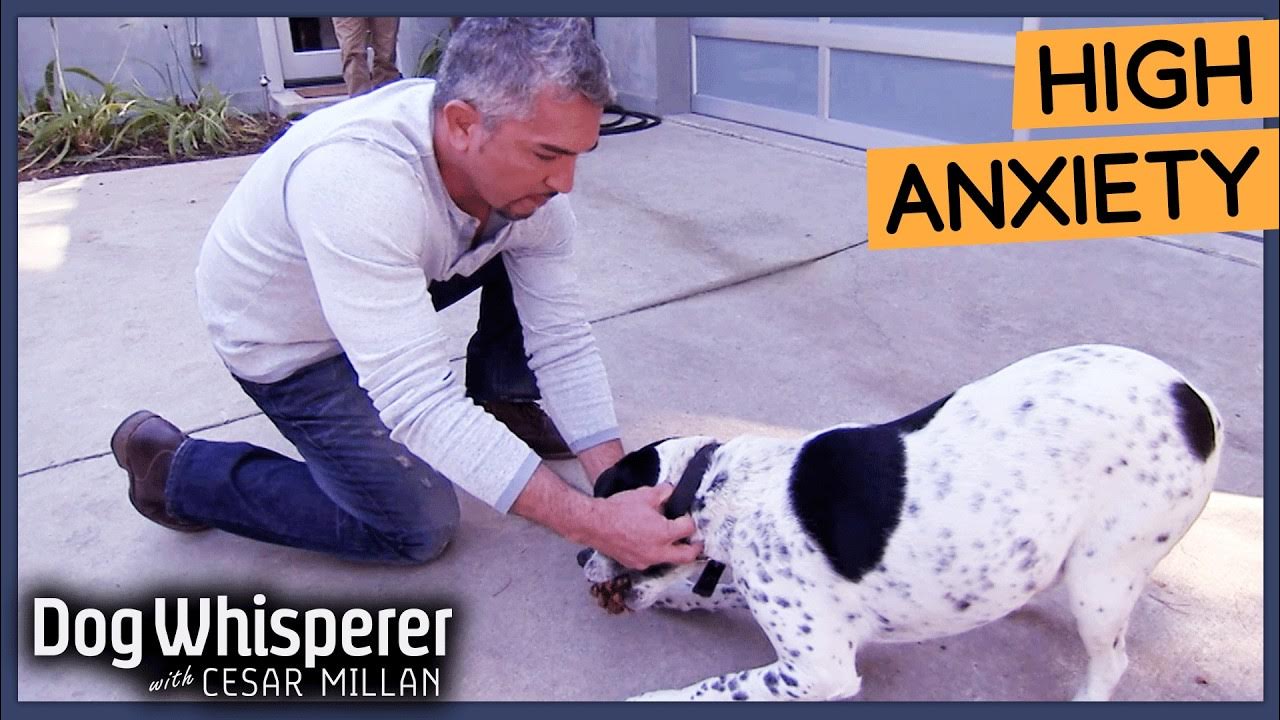 Cesar Millan Breaks Dog's Obsessive Behavior! | Dog Whisperer - YouTube