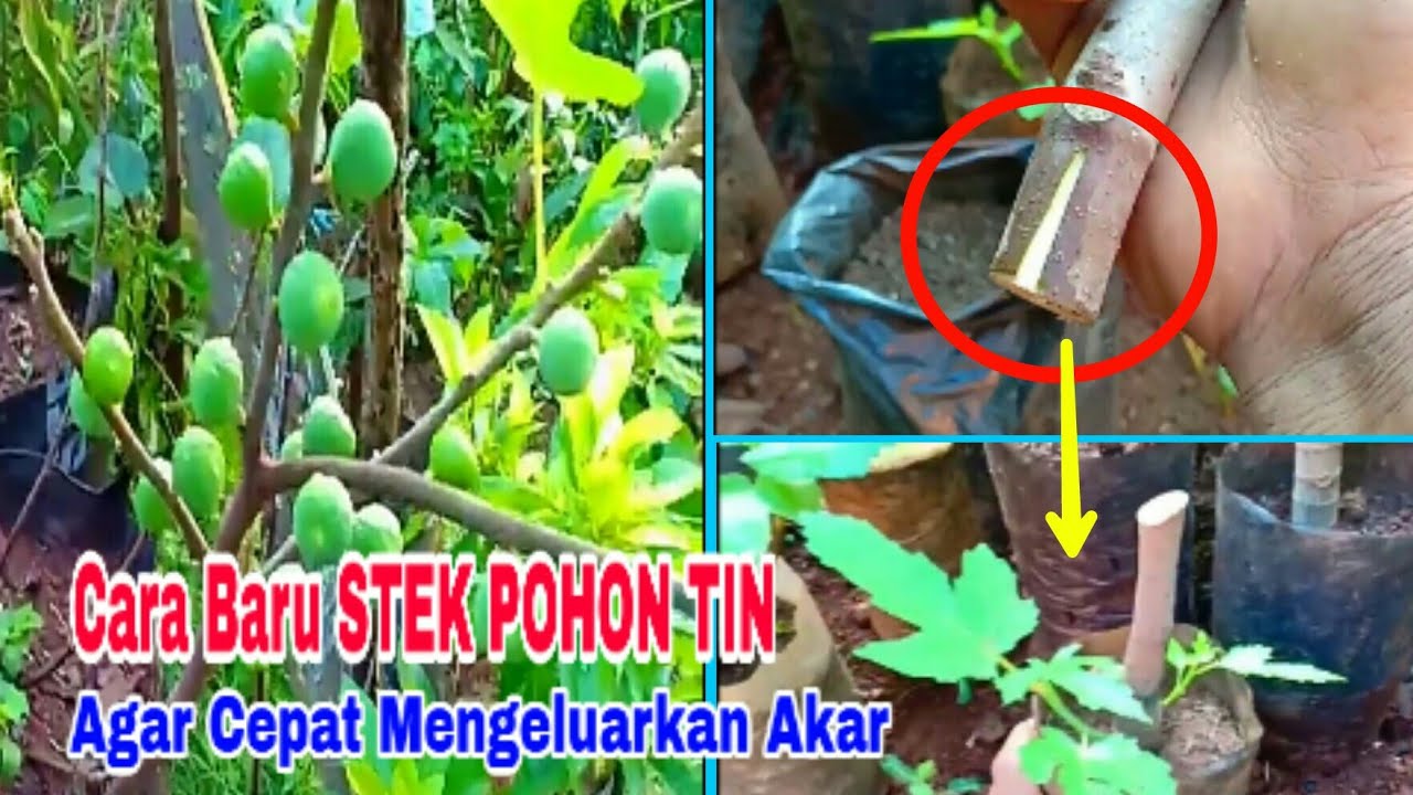 Cara Baru STEK POHON TIN Agar Cepat Mengeluarkan Akar & Tumbuh Dengan ...