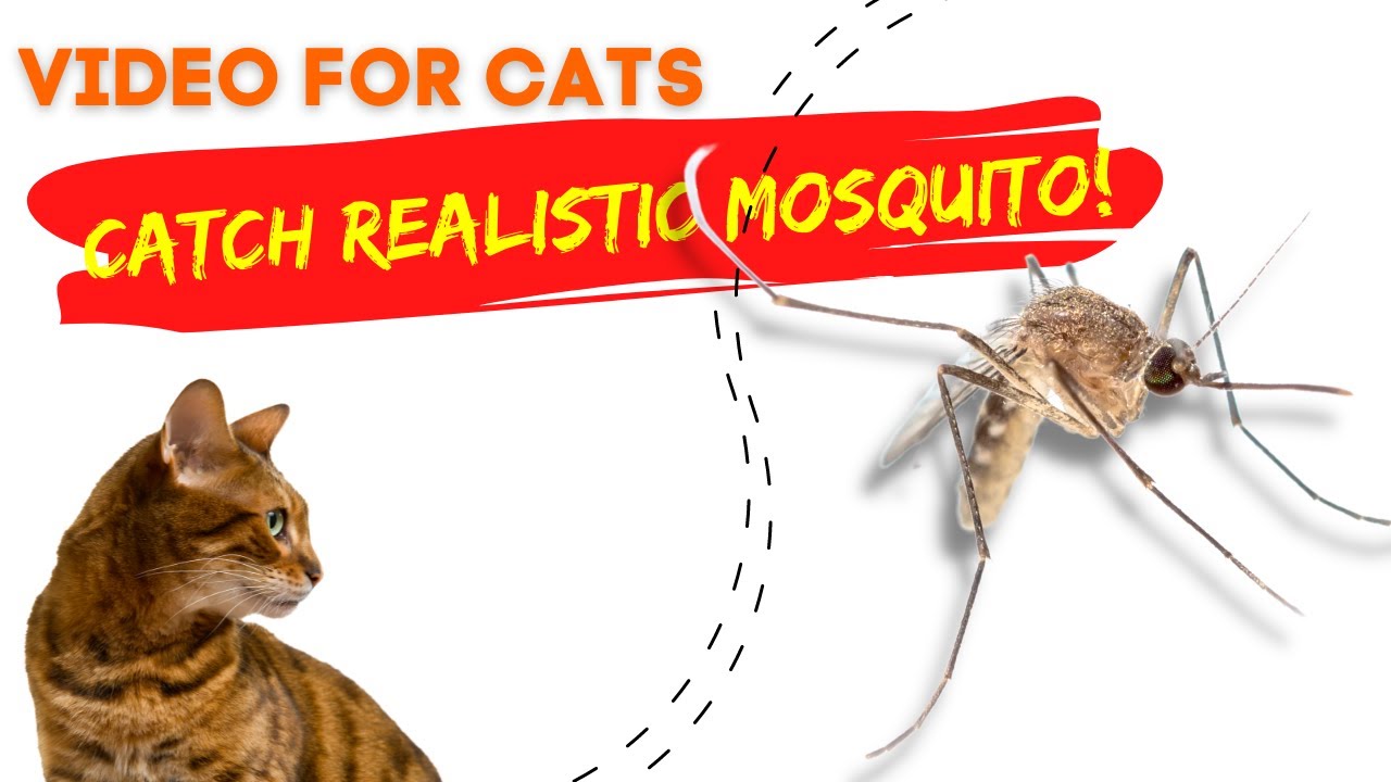 CAT GAMES Insects - Catching REALISTIC Mosquito! (Cats TV to Entertain ...