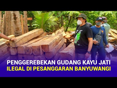 Diduga Bocor, Penggerebekan Gudang Kayu Jati Ilegal di Pesanggaran Banyuwangi Tak Temukan Pemilik