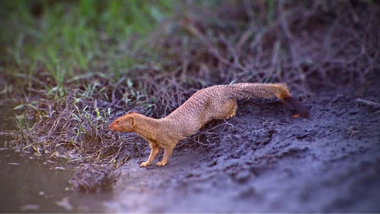 A Relaxed Slender Mongoose - YouTube
