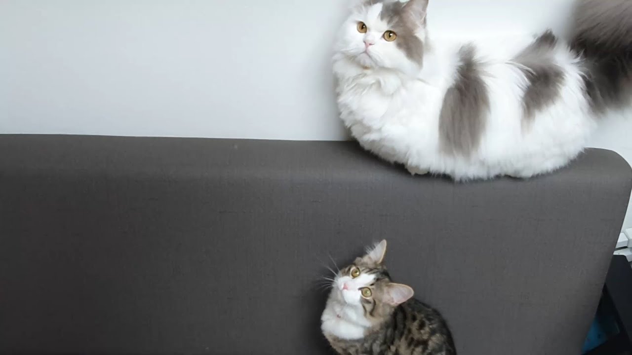 Cat Loaf and Mini Forps - YouTube