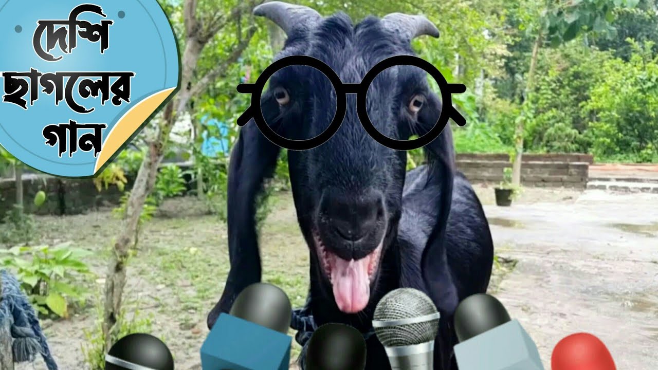 দেশী ছাগলের গান Deshi Sagol song ছাগলের গান Goat song New Goat song ...
