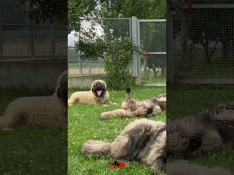 This is what happy dogs look like #dog #jozodogs  #caucasianshepherd
