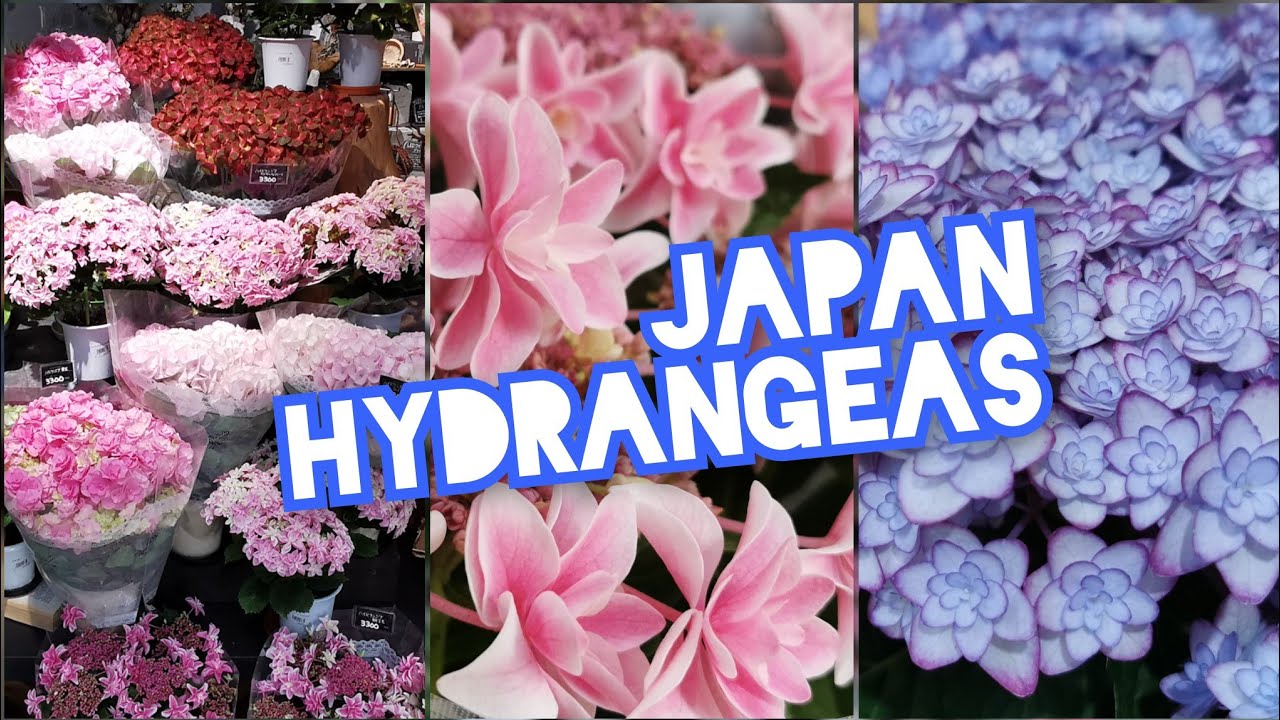 🇯🇵 HYDRANGEA MODERN TYPES IN JAPAN amazingly intricate & various colors ...