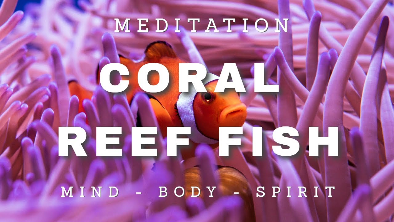 1 Hour Beautiful Coral Reef Fish - The Best Relaxing Music for Sleep ...