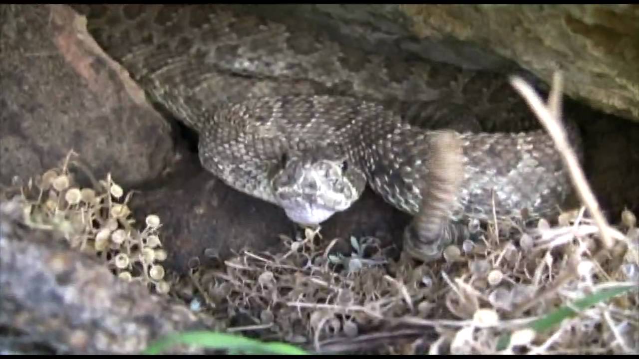 Rattlesnakes! - YouTube