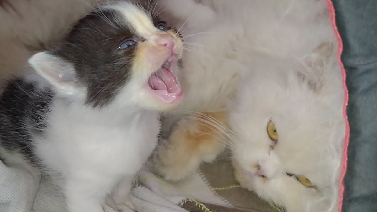 Confused Kitten's Mysterious Cries Mother Cat Not Able To Understand ...