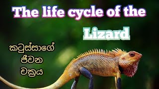 Lizard Life Cycle