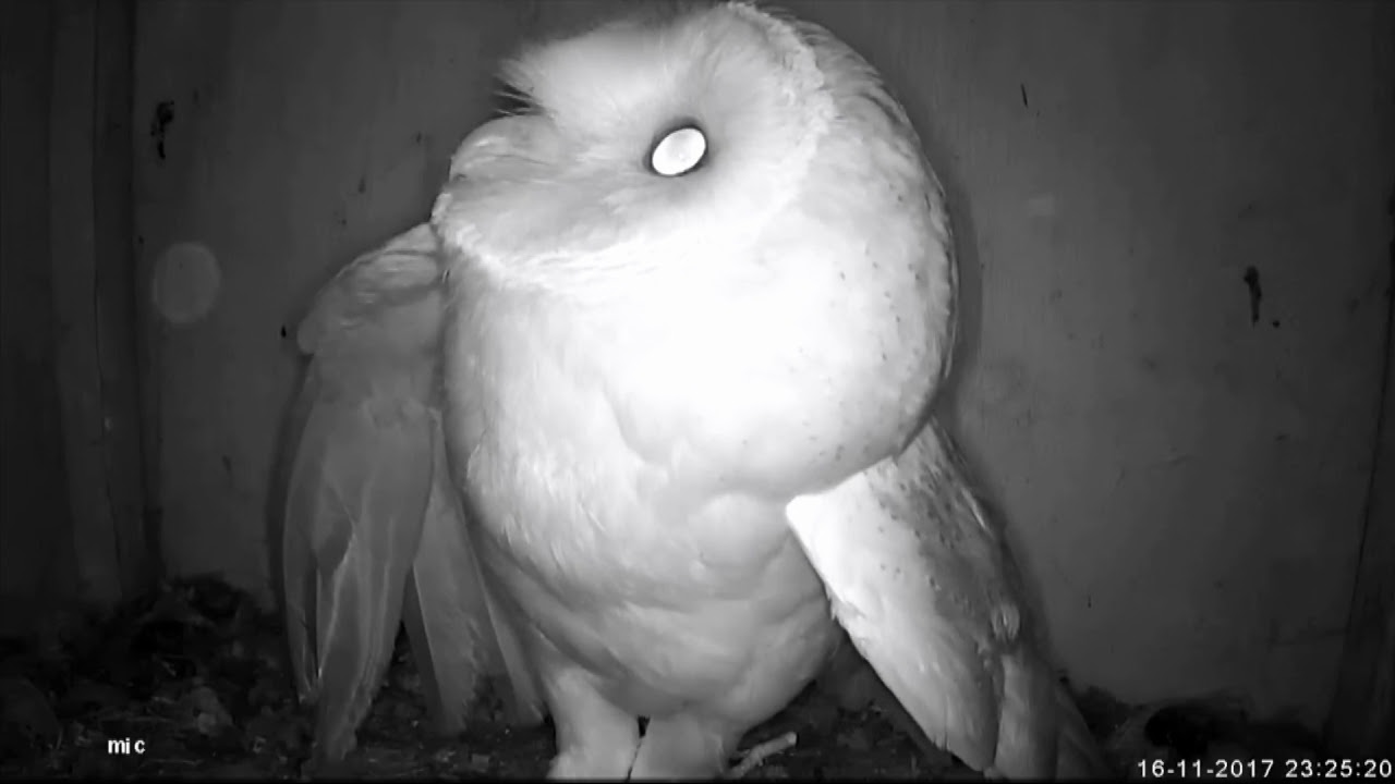Barn Owl fight over box - YouTube
