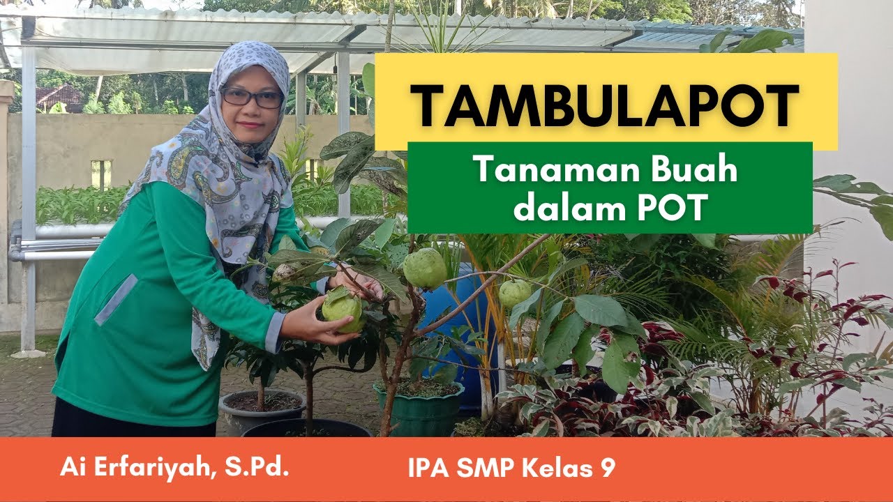 TAMBULAPOT Tanaman Buah dalam Pot || Pindah Tanaman Hasil Cangkok ...