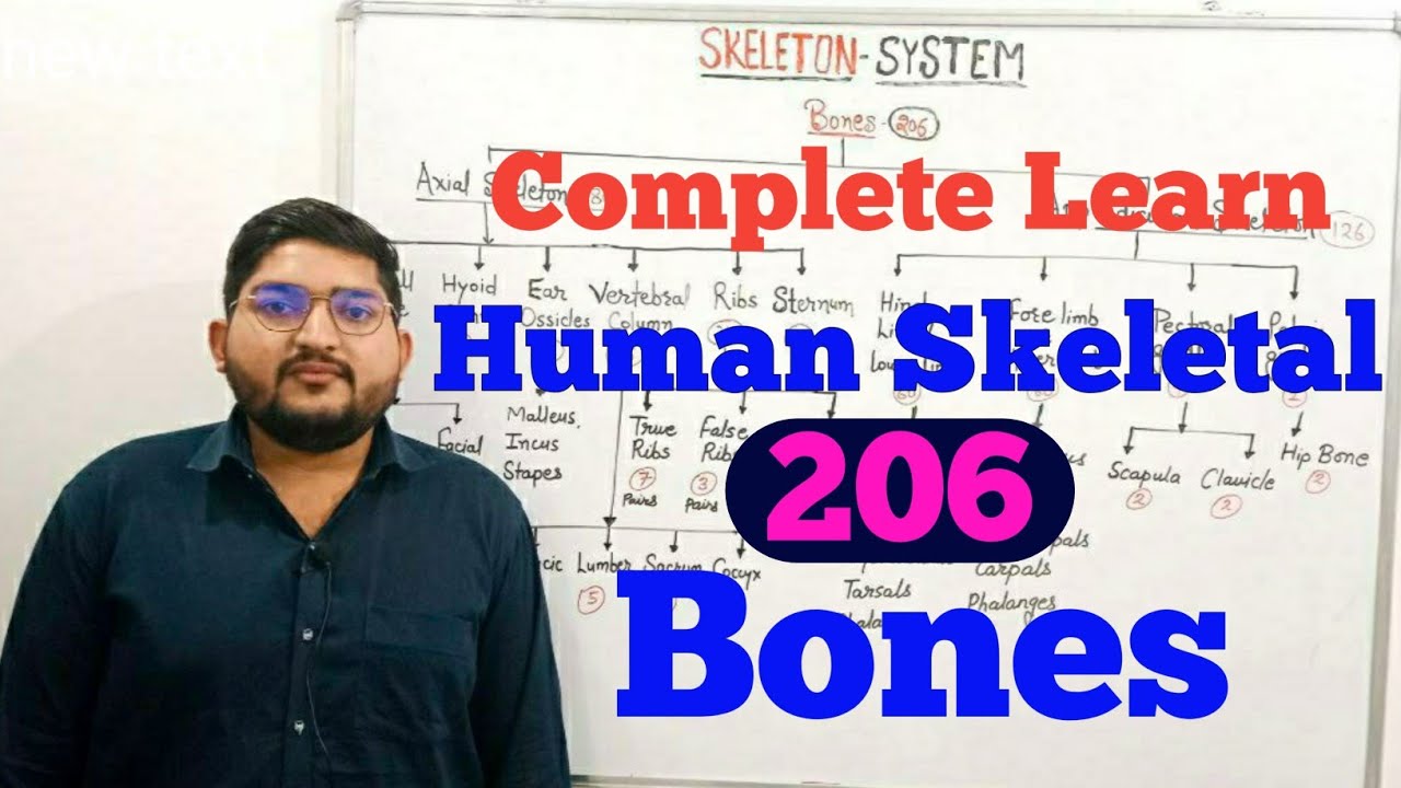Total Number Of Bones In Human Skeleton Name Of 206 Bones In Human total-number-of-bones-in-human-skeleton-name-of-206-bones-in-human