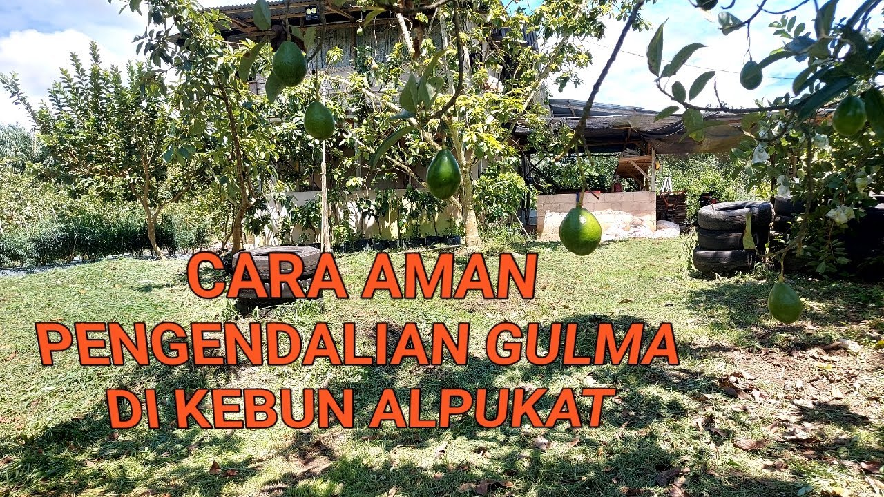 Cara Paling Aman Pengendalian Gulma di Kebun Alpukat - YouTube