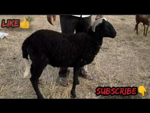black rampuri baby sheep available | Telangana potla - YouTube