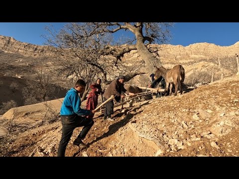 Plowing agricultural land in the most traditional way_nomadic lifestyle ...