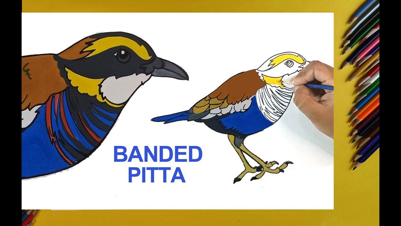 How to draw colorful Banded Pitta bird! - YouTube