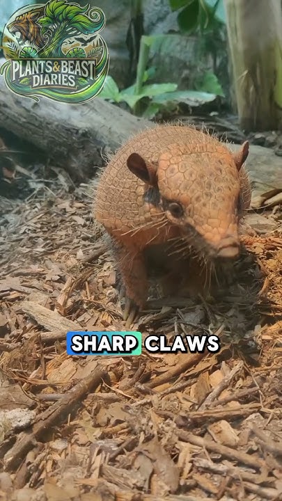 Amazing Armadillo Facts! #shorts #viralvideos #animals #armadillo #facts - YouTube