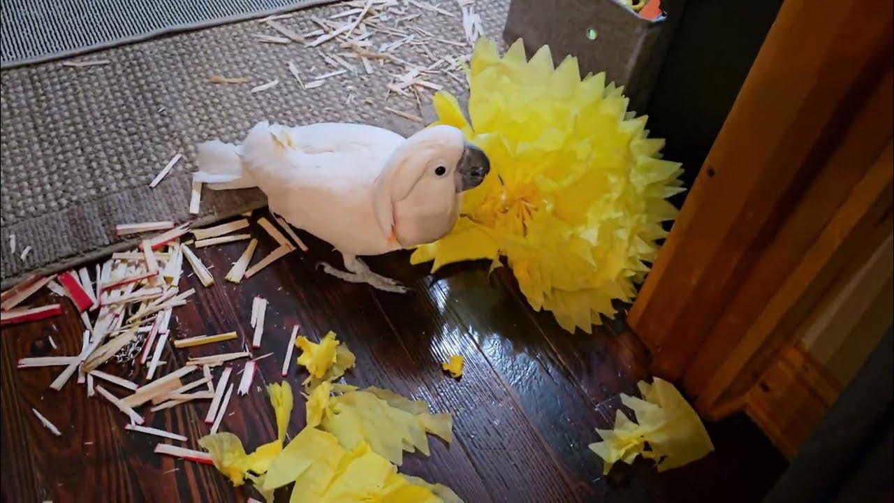 Cockatoo Mess & A Surprise Visitor ! - YouTube