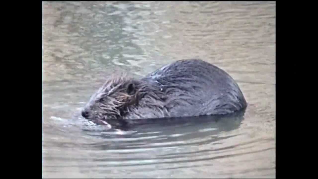 Beaver During Bike Ride - YouTube