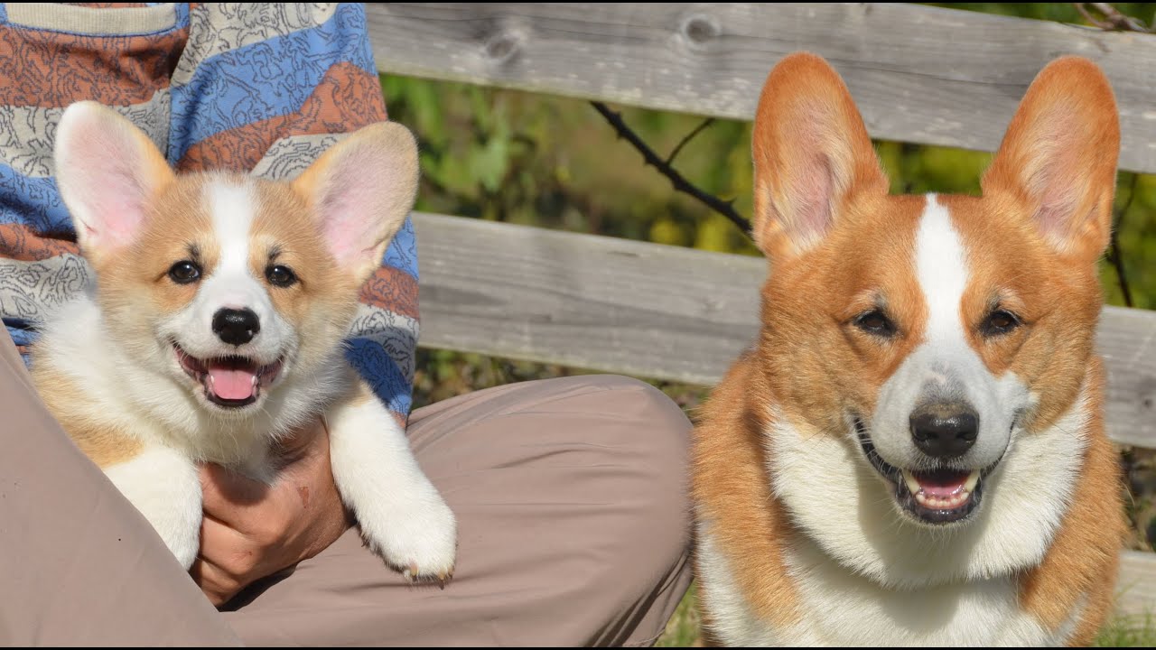 Goro 2014 Photographs 4K Resolution コーギー 写真 画像 Goro@Welsh corgi ...