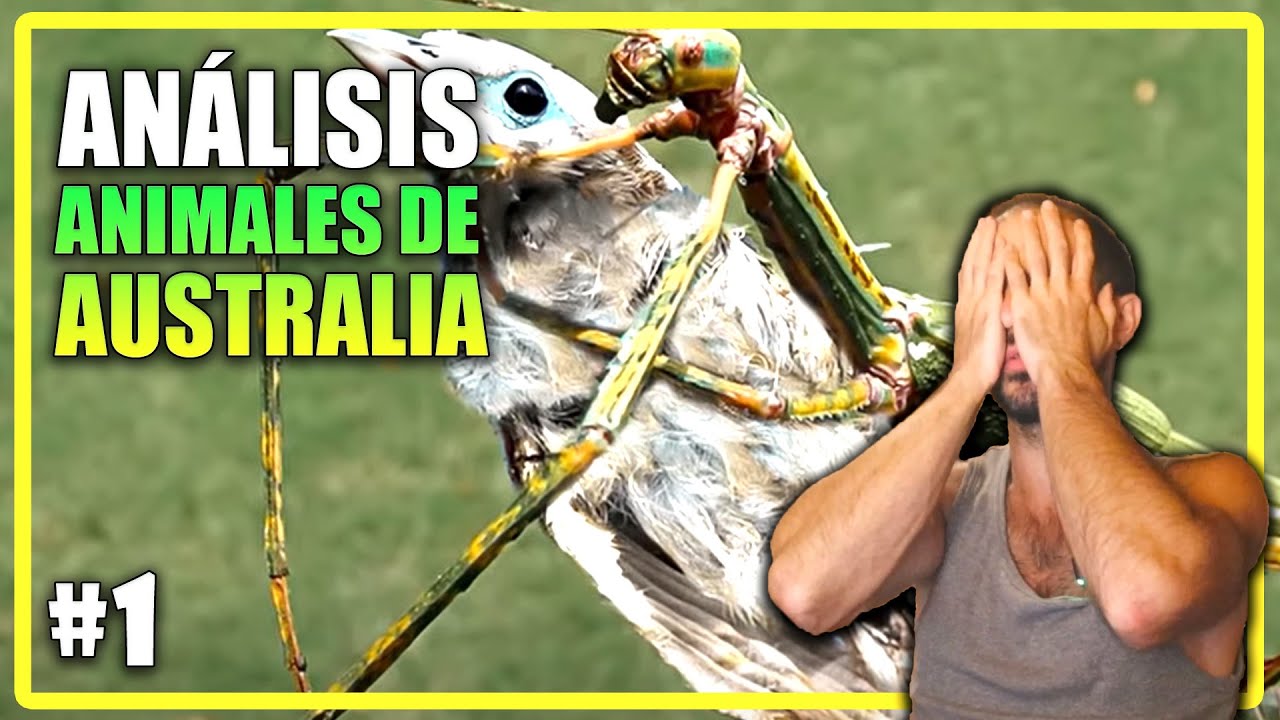 INSECTOS QUE CAZAN AVES | Reaccionando a Animales de Australia (1 de 2 ...