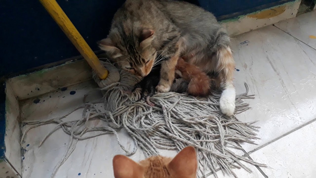 Gata parida - YouTube