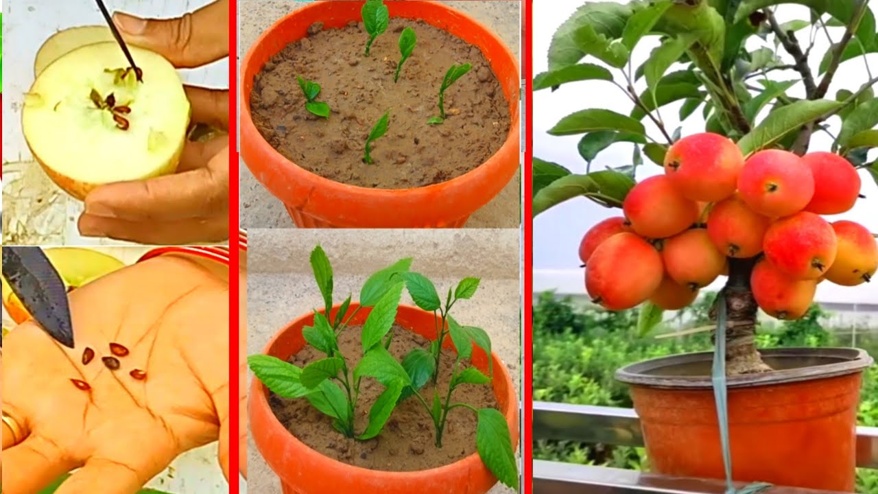 Apples How to grow an Apple tree grow apple tree from seeds | grow an ...