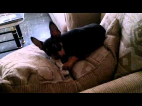 Dog. Playing whit her boner cought on tape. - YouTube