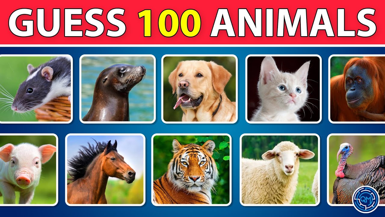Guess 100 Animals in 3 Seconds 😺🐢 - YouTube