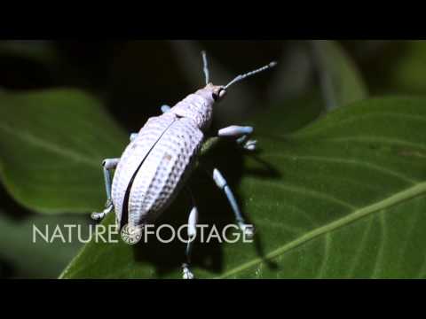 Insects, Arachnids, and More Creepy Crawlies - NatureFootage Stock Collection