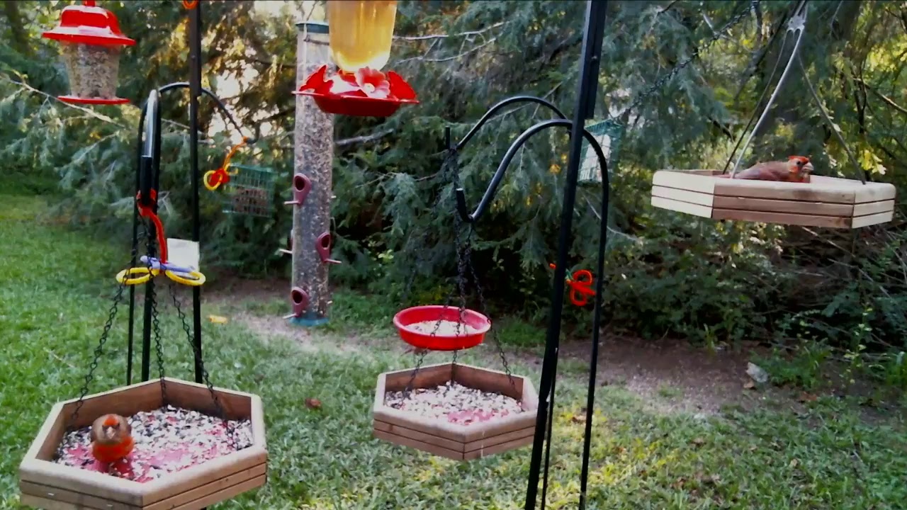 Blue Ridge Birds And Critters Cam - YouTube