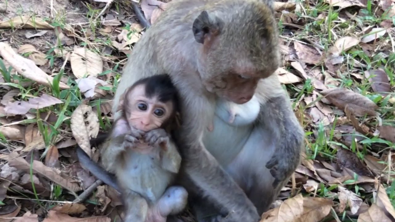 Baby Monkey Cute And Lovely - Real Monkey Life - YouTube