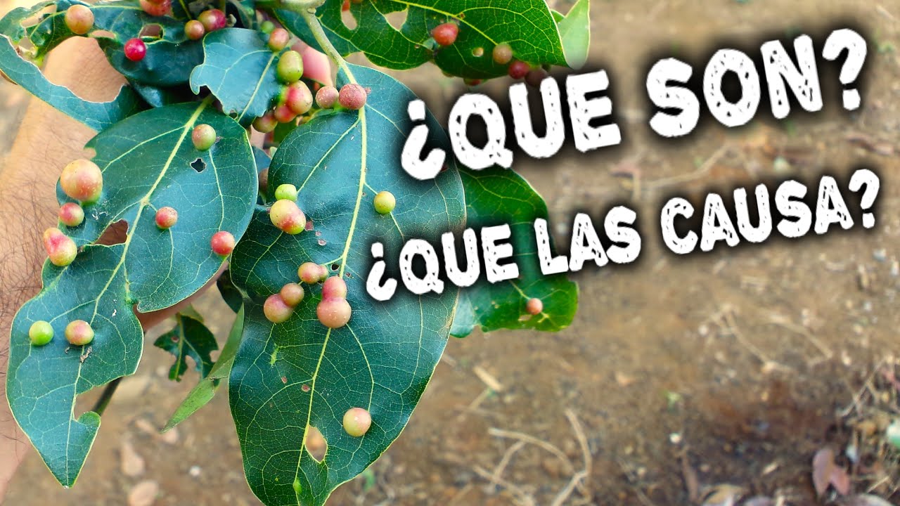 Agallas, abogallas o cecidias ¿Que son? ¿Que las produce? Trioza sp. en ...