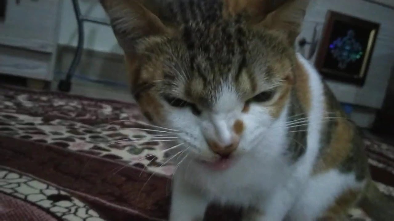 Cute cats | cats treats | crunch | nose crunch | funny - YouTube