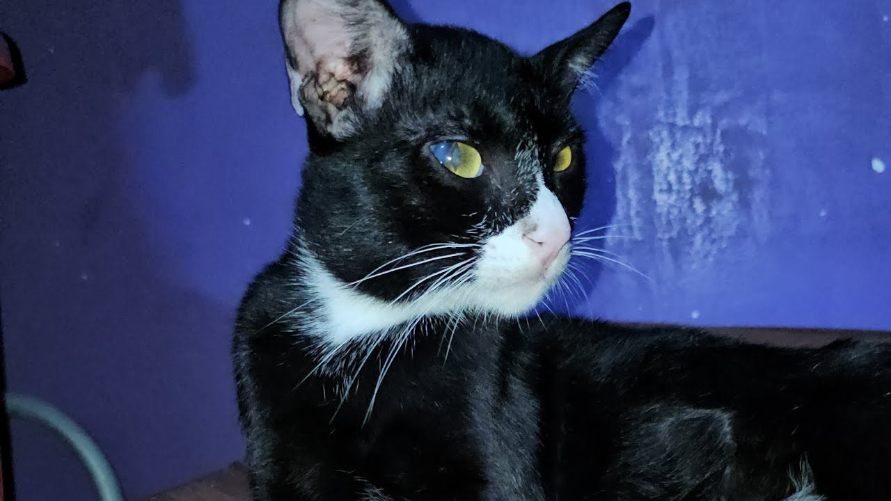 My lovely cat cleaning his body #fyp #cat #cats - YouTube