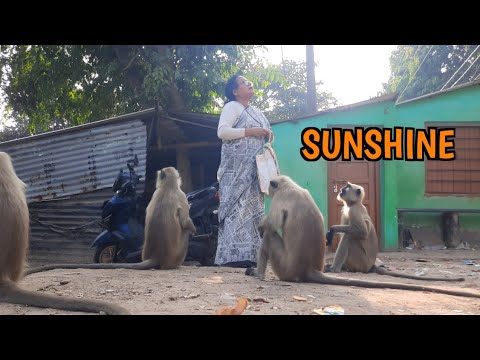 Sunshine ☀ | Monkey feeding | Animal lover - YouTube