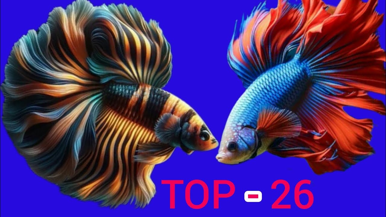 top 26 rare betta fish | best colourful fish for aquarium | freshwater ...