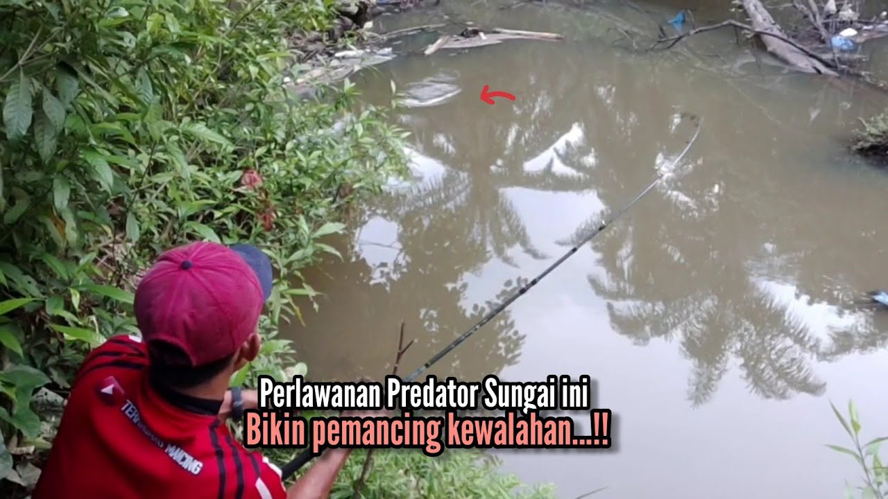 Mancing ikan!! Perlawanan predator sungai ini bikin pemancing kewalahan ...