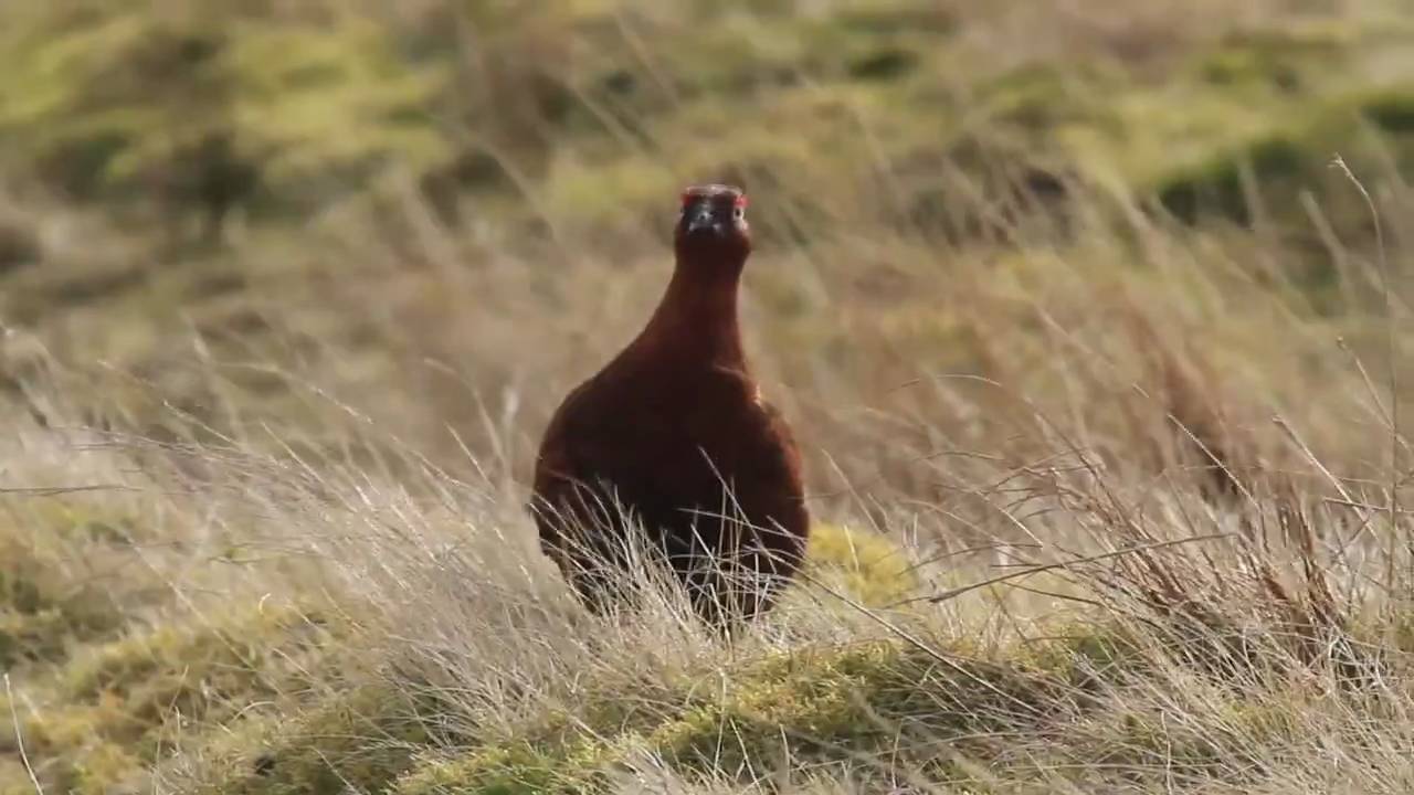 red grouse shot with 7d 100-400mm lens - YouTube