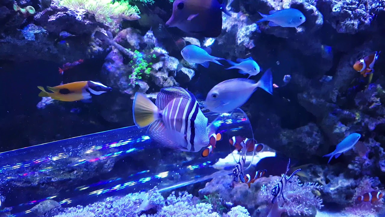 How to catch domino damsel / reef tank fish - YouTube