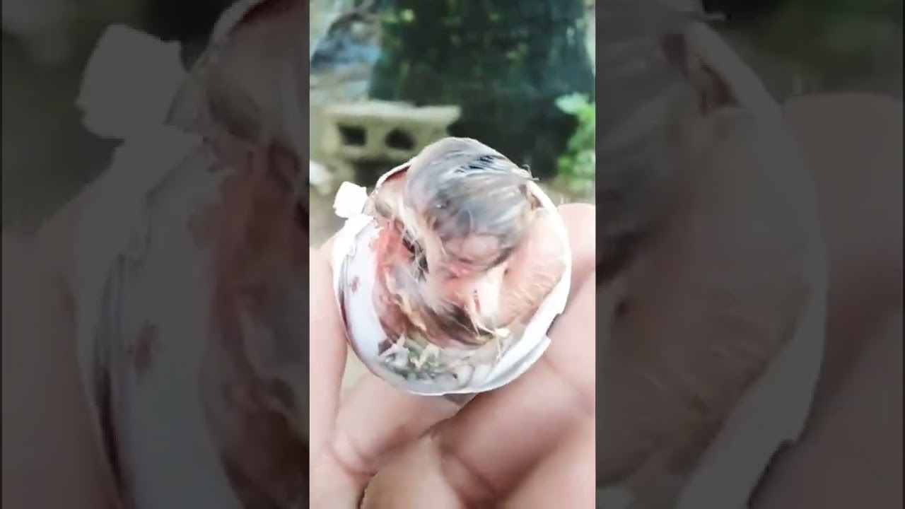 Egg Hatching || Amazing Baby Chick Born - YouTube