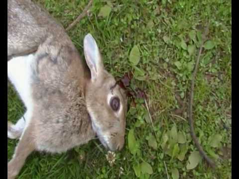 Air Rifle Rabbit Hunt in Wiltshire UK - Part1 - YouTube