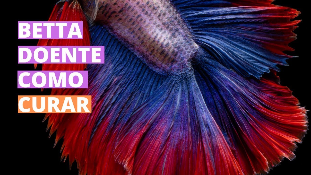 Peixe Betta Doente Como Tratar: (FORMA SIMPLES) - YouTube
