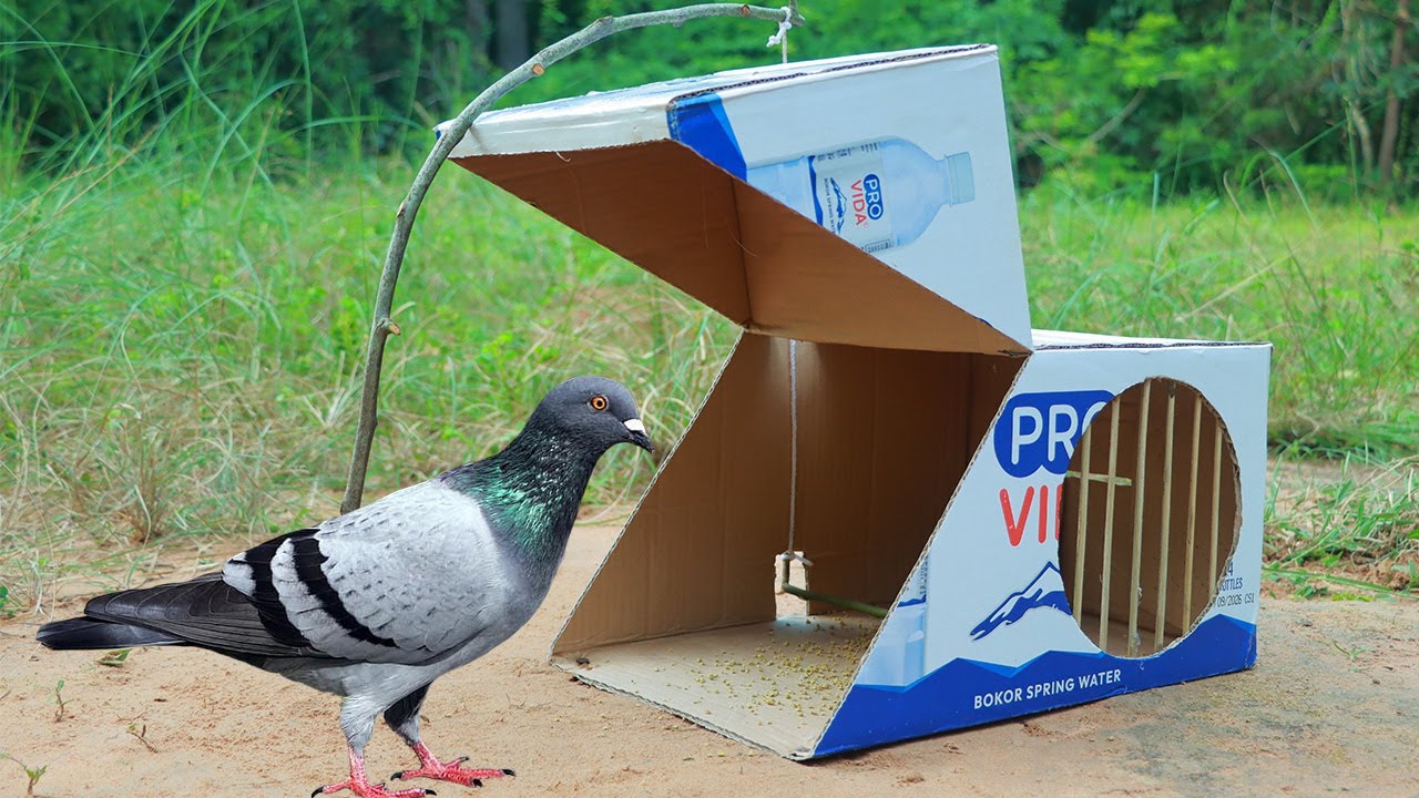 Easy Trapping - Simple Quick Pigeon Trap Using Cardboard Box And Wood ...