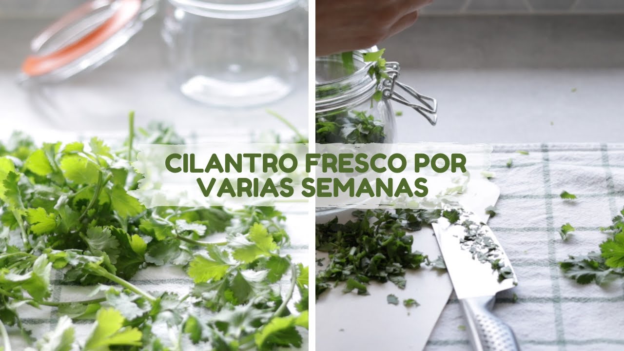 COMO CONSERVAR EL CILANTRO FRESCO POR VARIAS SEMANAS - YouTube