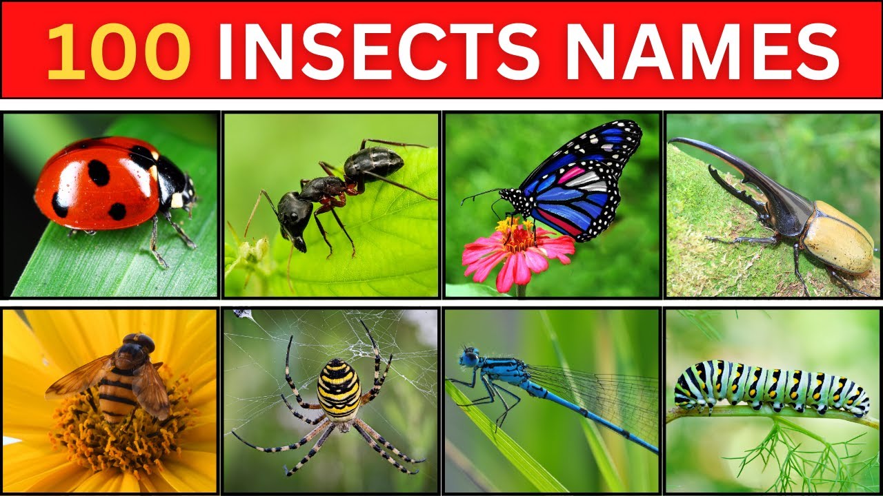 Insects Vocabulary l 100 Common Insects Name in English and Sounds for ...
