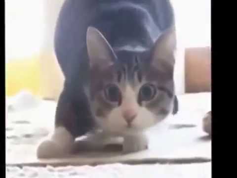 Gatos Dançando eu Me Remexo Muito